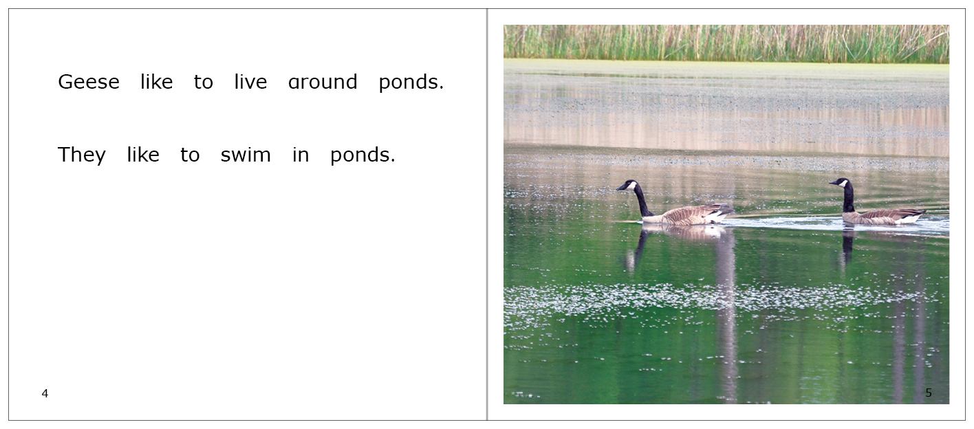 Canada Geese rely on the pond to eat, nest, and raise their young.