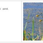 Count along as you read, Counting Frogs Around the Pond.