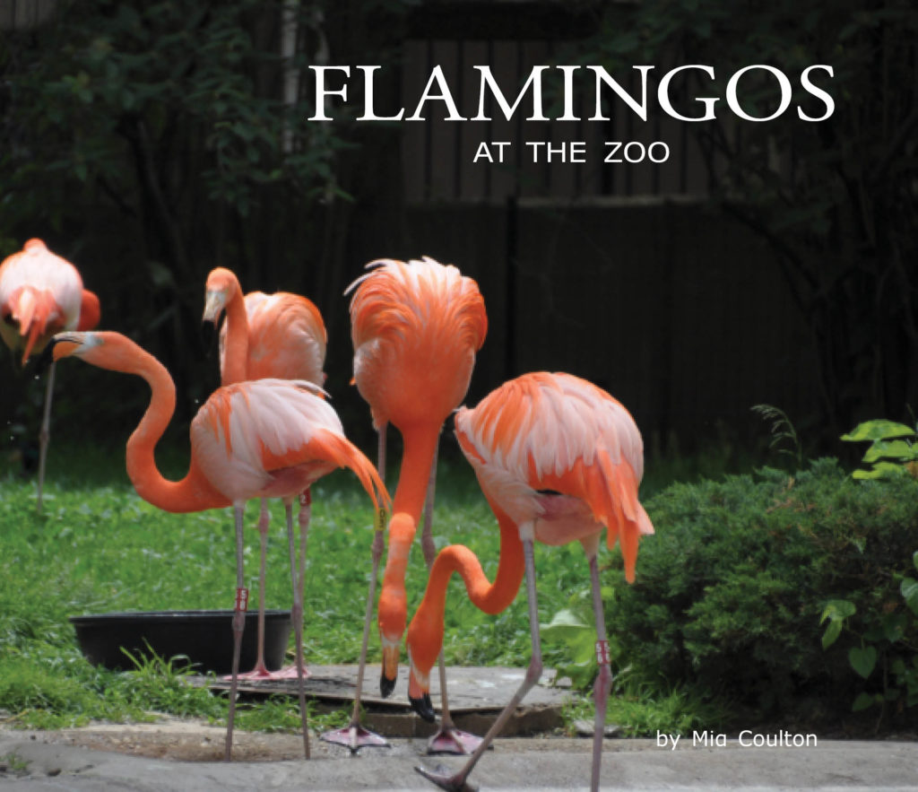Flamingos at the Zoo is a nonfiction/informational book about flamingos.