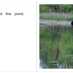 In The Pond, learn about the animals who live in and around a pond.