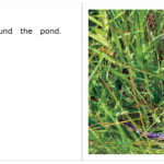 In The Pond, learn about the animals who live in and around a pond.