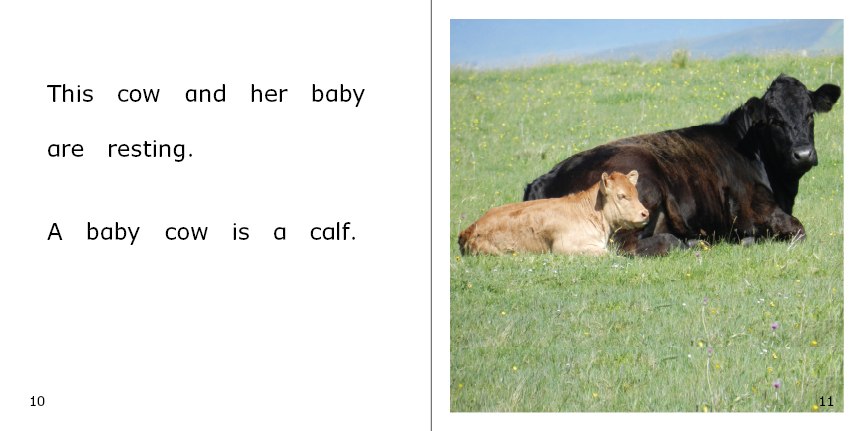 Cows like to do many things around a farm, as well as make unique ...