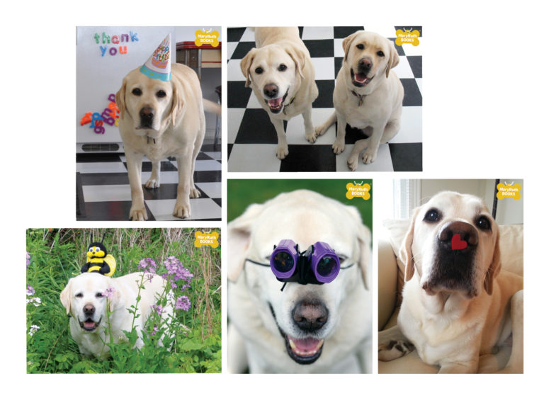 Danny's Timeline from a small puppy to a very, very big dog.