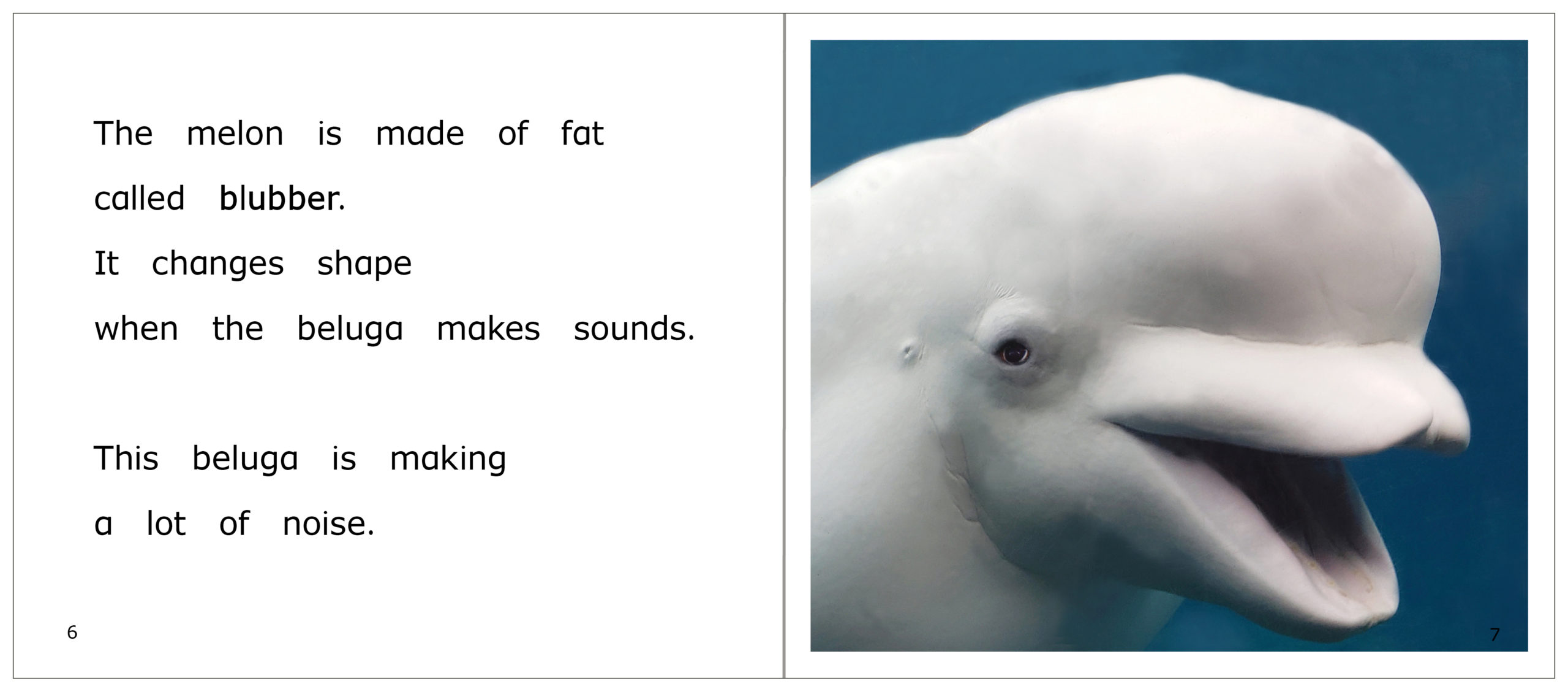 Learn about the big, white beluga whale at the Aquarium.