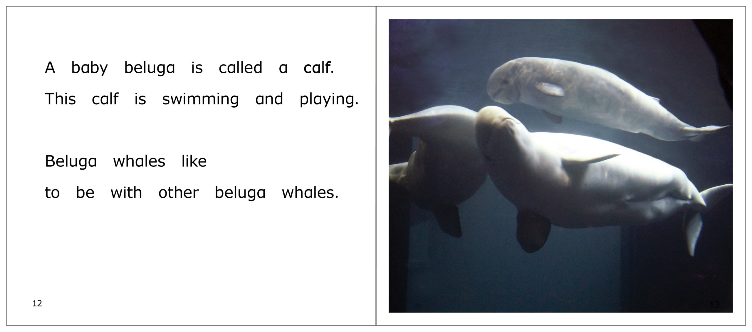 Learn about the big, white beluga whale in Beluga Whales at the Aquarium.