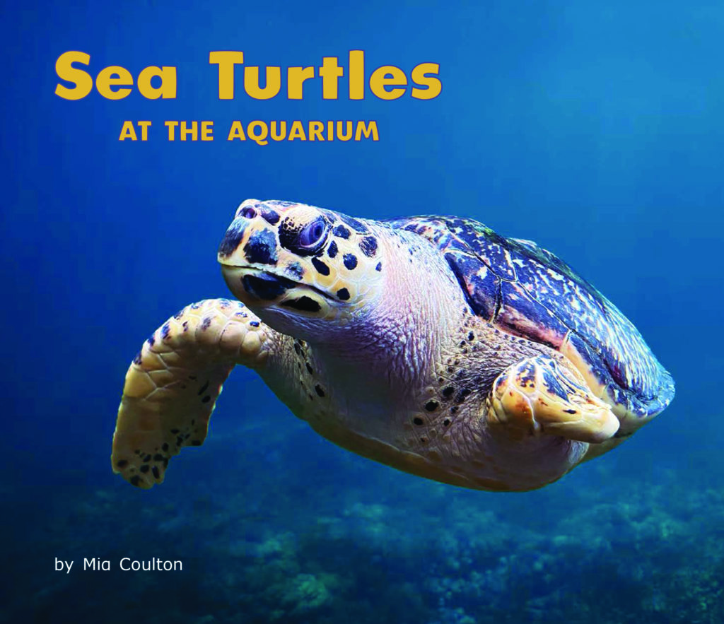 Hawksbill Sea Turtle Diagram