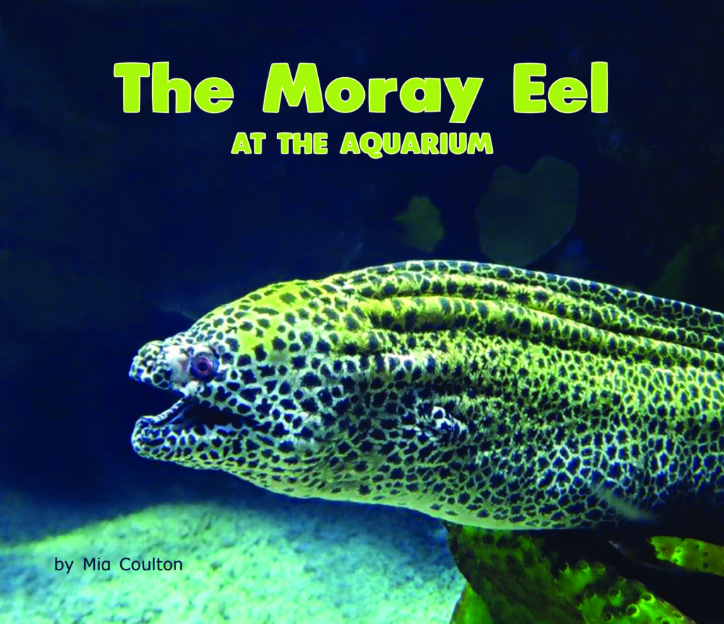Read about the scary looking Moray Eel at the Aquarium.