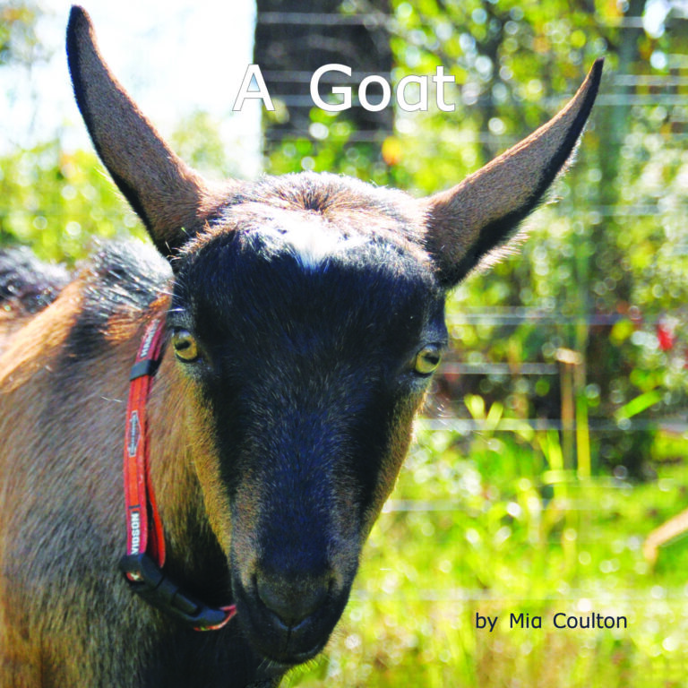 A little brown goat likes to jump, kick, and play.