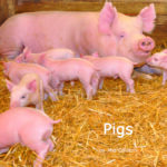 In Pigs, a nonfictional reader, find out what pigs are like on a farm.